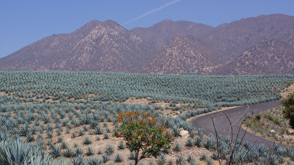 Tequila Agave (Agave tequilana) - Botanical Realm