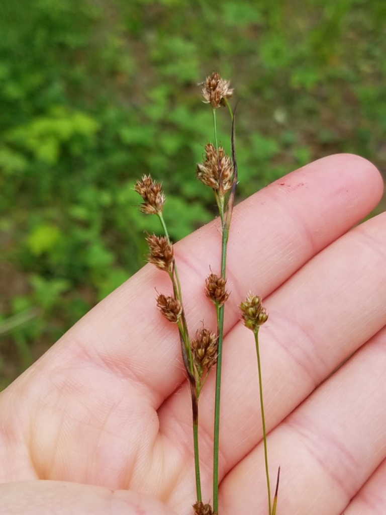 heath wood-rush (Grasses and Sedges of Crane Meadows National Wildlife ...