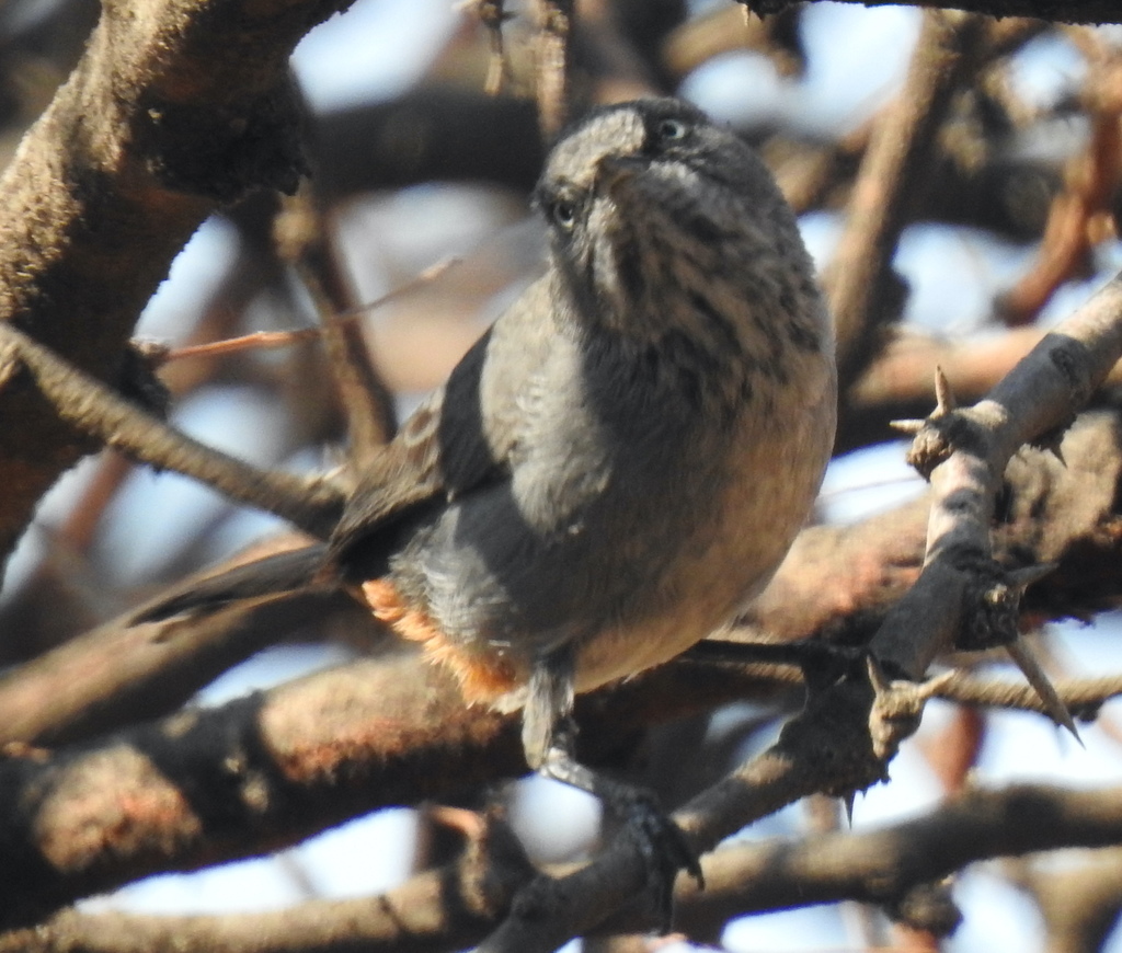 Curruca sureña desde Klipriviersberg Nature Reserve, Johannesburg South ...