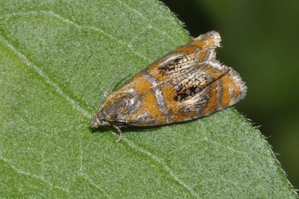 Arched Marble from Drôme, Rhône-Alpes, France on July 04, 2020 at 01:56 ...