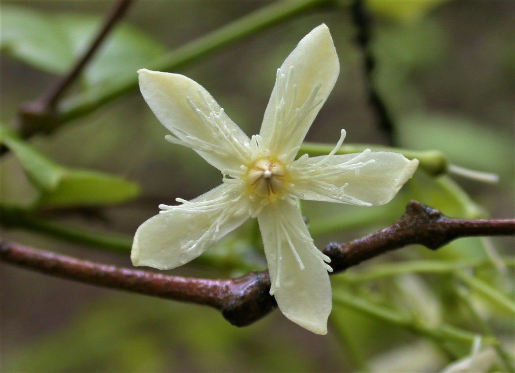 Jaundice curative tree (Wrightia tinctoria) - Botanical Realm