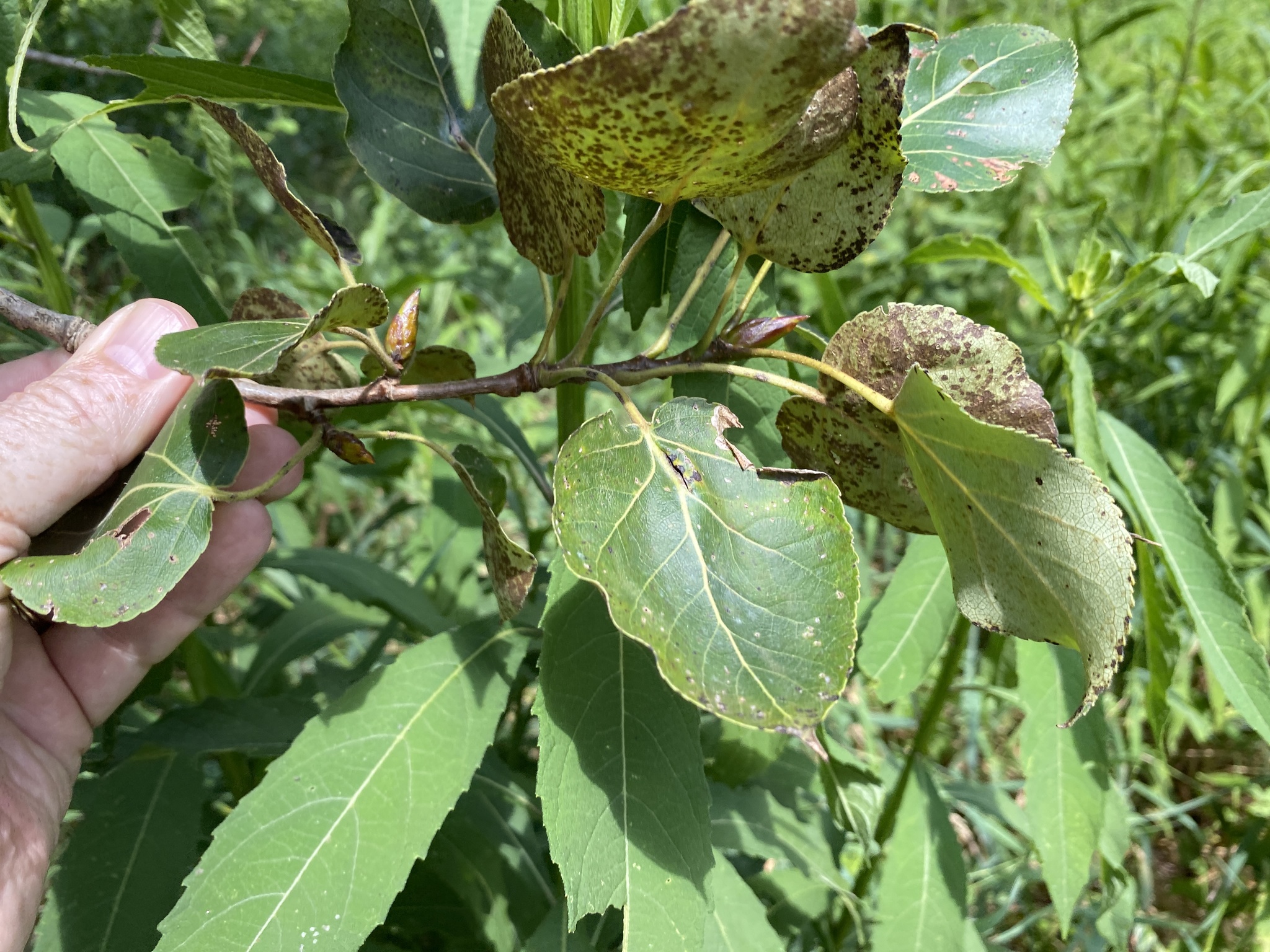 Populus ×jackii Sarg.