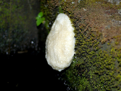 Chiromantis rufescens (Günther, 1869)