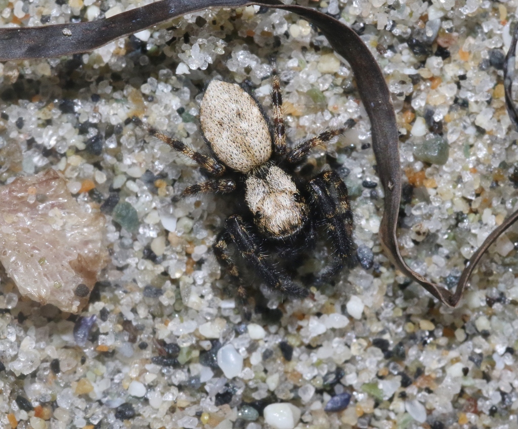 Intertidal Jumping Spider from Orange, California, United States on ...