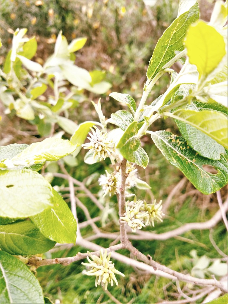 Rusty Willow (Salix atrocinerea) - Botanical Realm