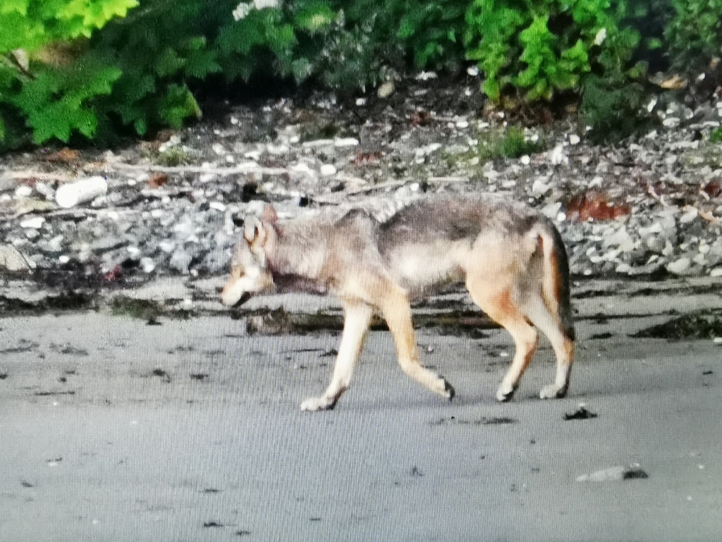 Coastal Wolf (Canis lupus crassodon) - Know Your Mammals