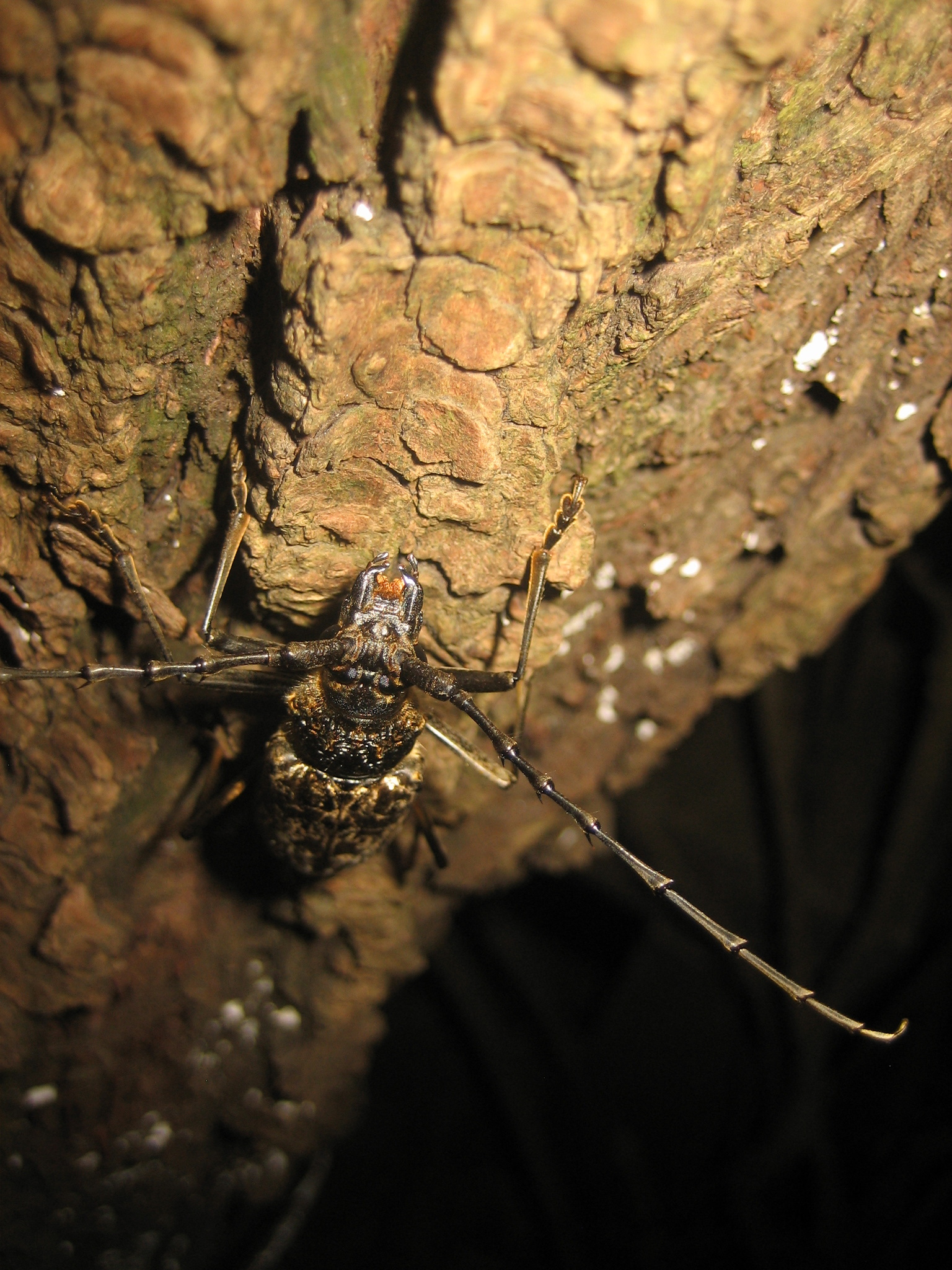 Trirachys Hope, 1843