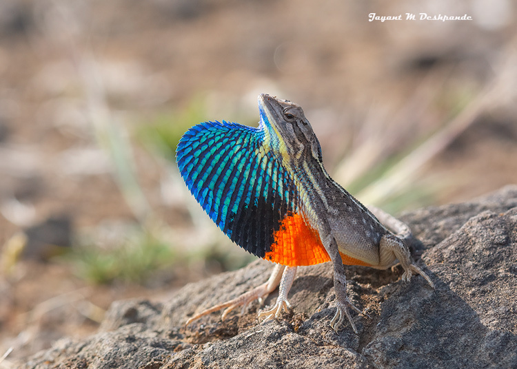 Superb Large Fan-throated Lizard (Sarada superba) - Snakes and Lizards