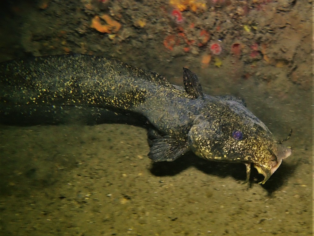 Estuary Cobbler (Cnidoglanis macrocephalus) - Marine Life Identification