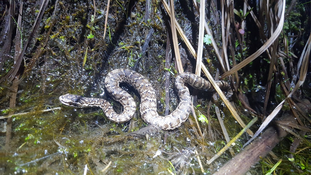 Halys Pit Viper from Dadal, Mongolia on June 14, 2017 at 10:49 PM by ...