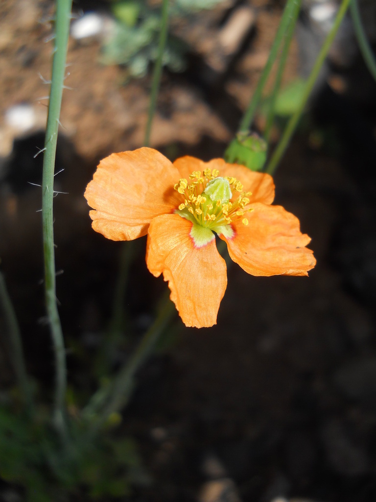 fire poppy from Mount Diablo State Park , CA on May 26, 2014 at 10:17 ...