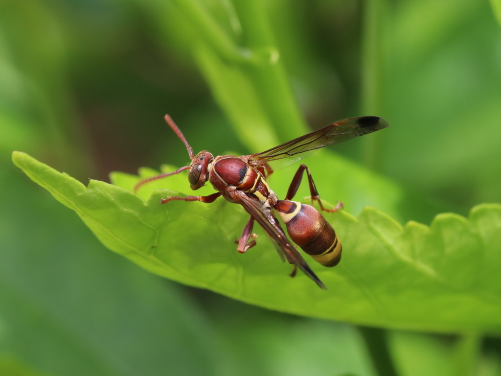 Tropical Paper Wasp (Wildlife of GoodEarth Malhar, Bangalore ...