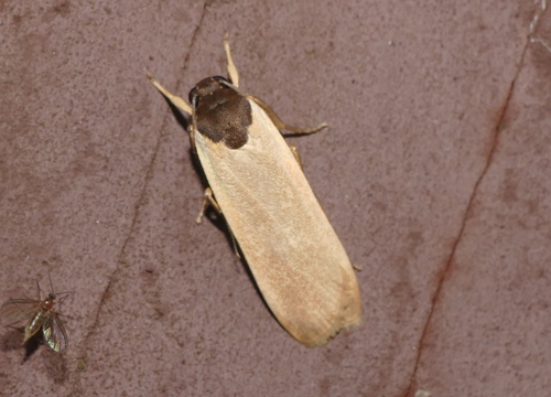 Eilema trimacula · iNaturalist United Kingdom