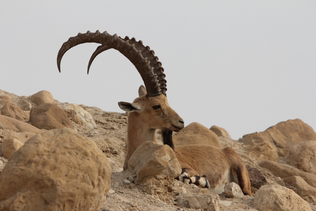 Nubian Ibex (Capra nubiana) - Know Your Mammals