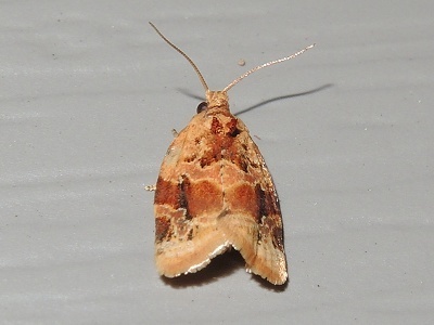 Red-banded Leafroller Moth in August 2020 by privatenoaccess · iNaturalist