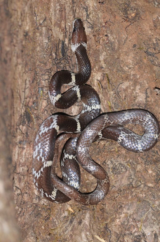 Indian Wolf Snake from Murud, Raigad, Roha, Maharashtra 402401, India ...