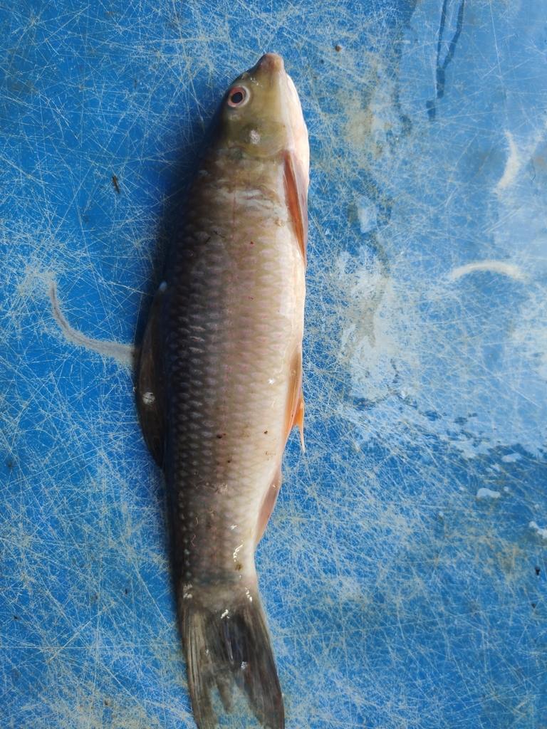 Altigena lippa from Xishuangbanna Dai, CN-YN, CN on August 2, 2020 at ...