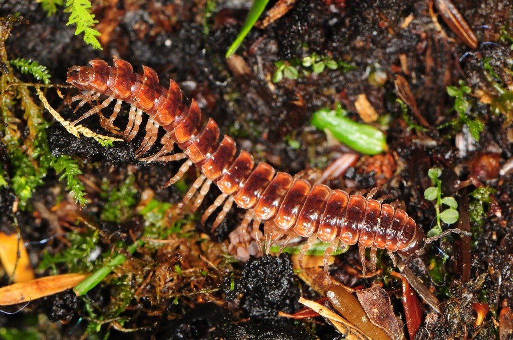 Canadian Flat-Back Millipede (Arthropods of Appalachia) · iNaturalist
