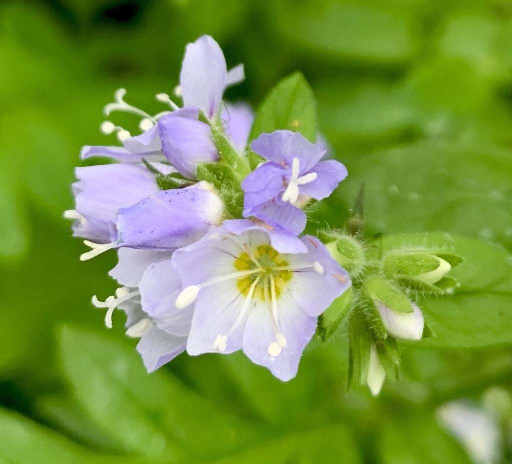 California Jacob's ladder from Pomeroy, WA, US on August 1, 2020 at 12: ...