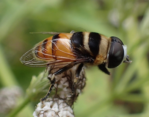 Phytomia argyrocephala · iNaturalist