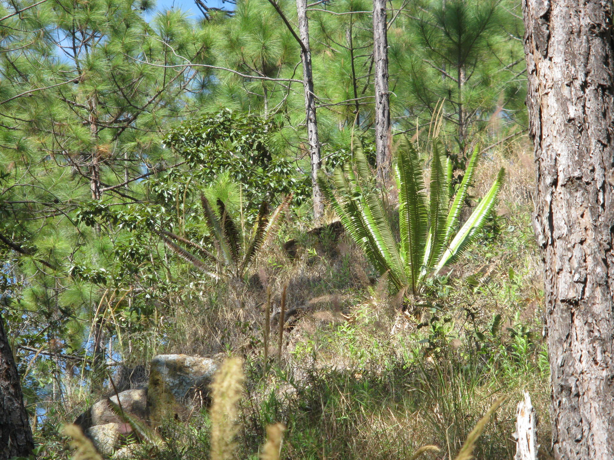 Dioon tomasellii De Luca, Sabato & Vázq.Torres