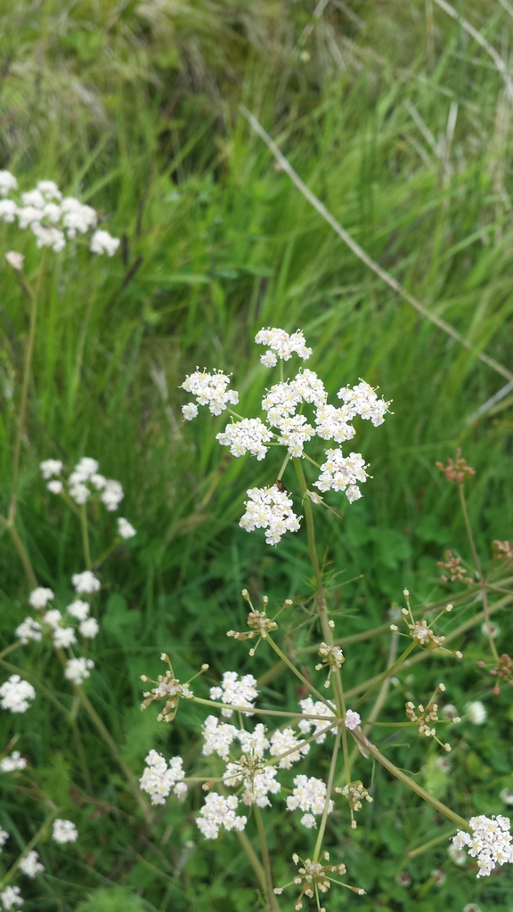 Carum (Apiaceae (Parsley) of the Pacific Northwest) · iNaturalist