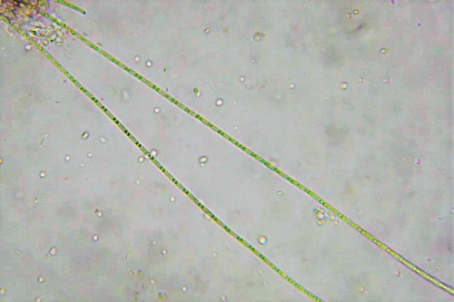 Family Oscillochloridaceae · iNaturalist