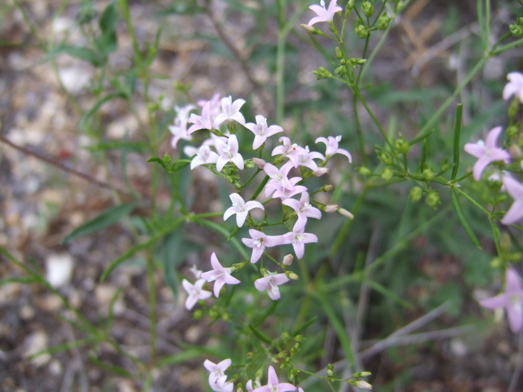 Diamond-flowers (Plants of Oliver Nature Park) · iNaturalist