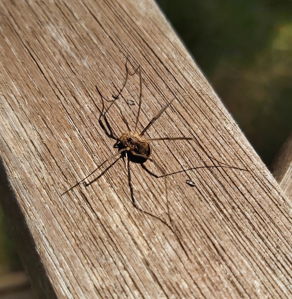 European Harvestman from Albert Bridge, NS B1K 2Z5, Canada on August 2 ...
