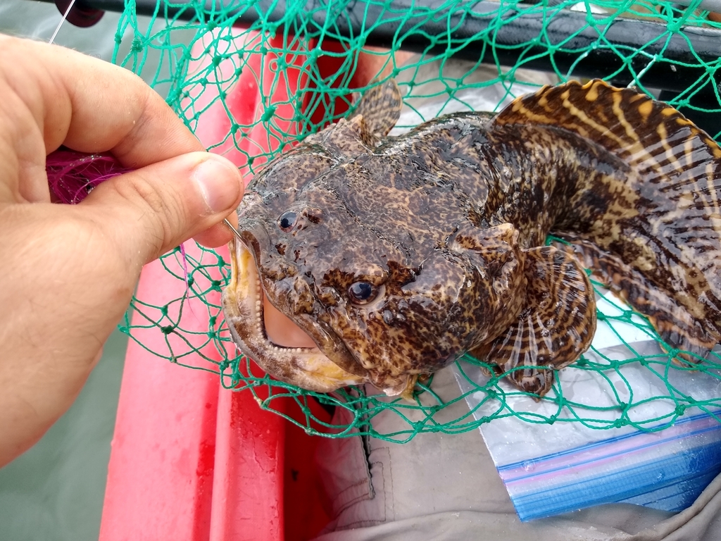 Oyster Toadfish from Delaware Bay, United States on July 31, 2020 at 04 ...