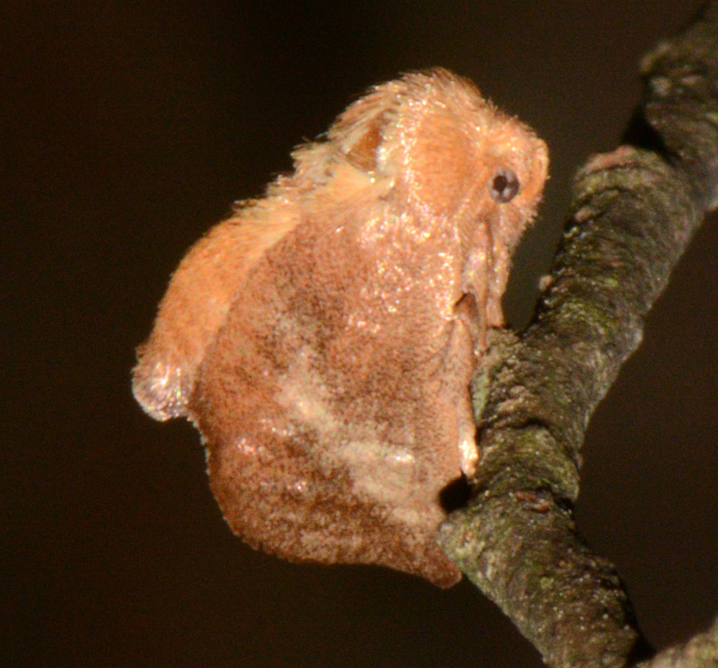 Crowned Slug Moth from Hamden, CT, USA on July 12, 2020 at 10:36 PM by ...