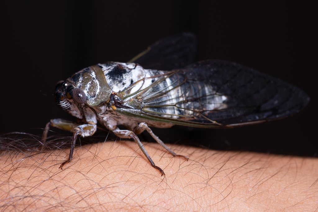 Northern Dusk-singing Cicada from Athens, GA, USA on July 30, 2020 at ...