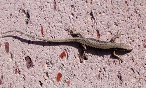 Ռադդեյի Ժայռային Մողես / Скальная Ящерица Радде / Radde's Lizard ...