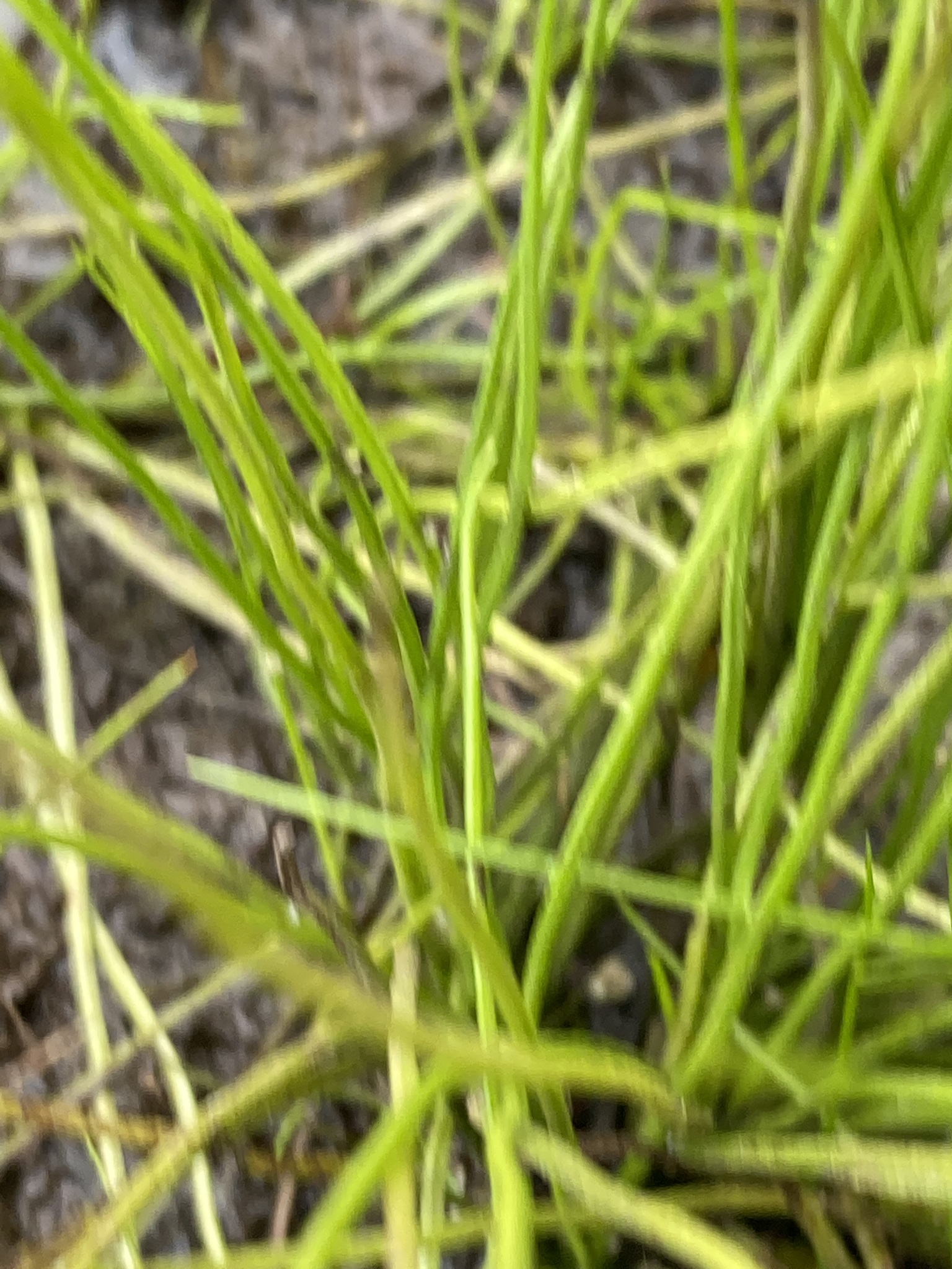 Isoetes valida (Engelm.) Clute