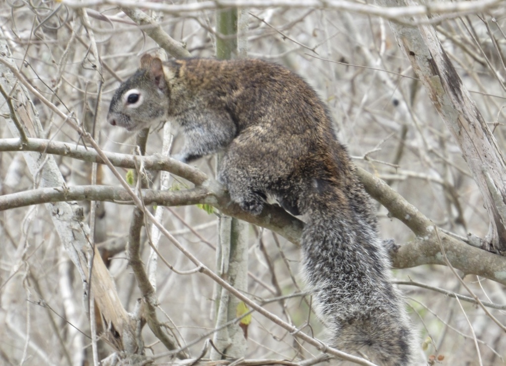 Collie's Squirrel (Sciurus colliaei) - Know Your Mammals