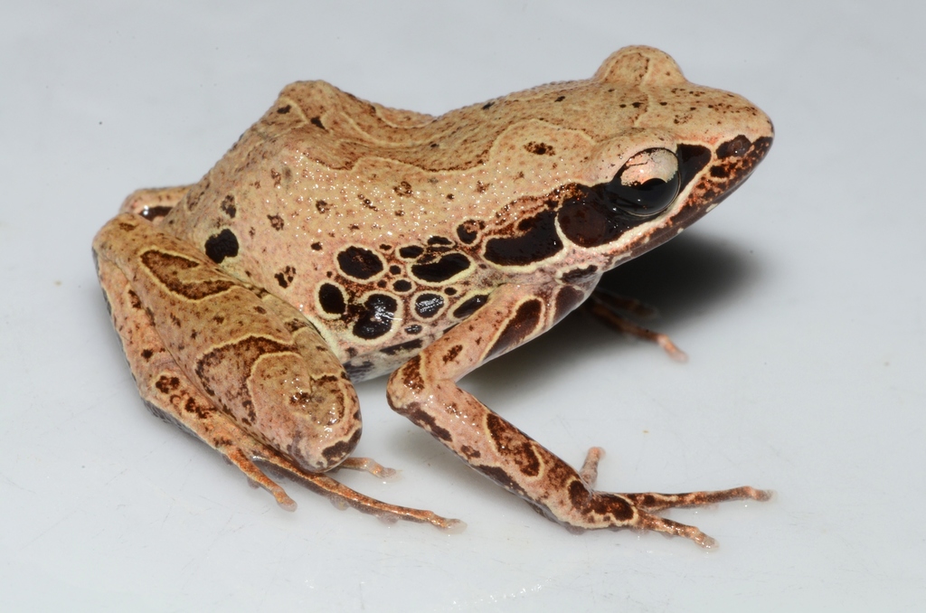 Silver Long-Fingered Frog from Mayoko, CG-NI, CG on November 21, 2013 ...