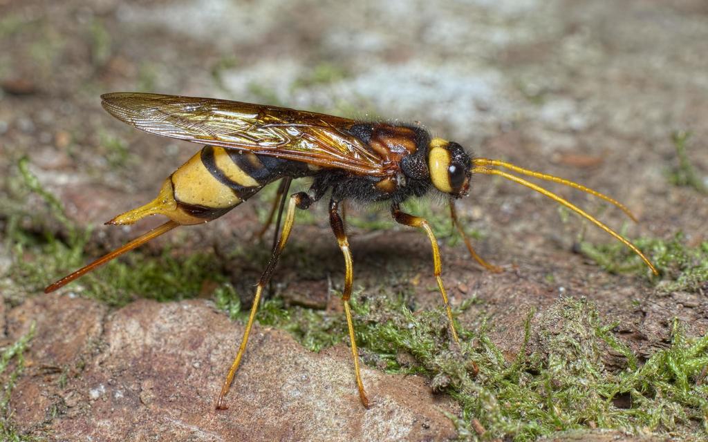 Yellow-headed Horntail from Neuchâtel, Neuchâtel, Suisse on July 26 ...