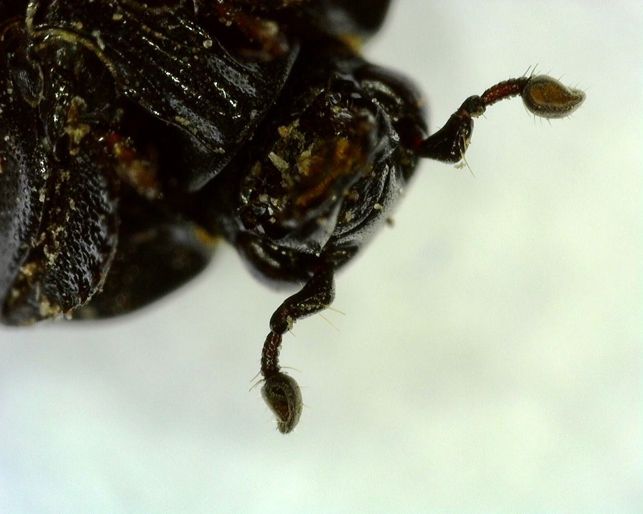 Saprinus lugens Erichson, 1834