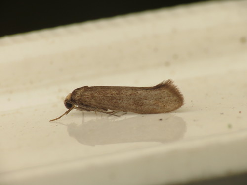 Dark Ash Bud Moth (Prays ruficeps) · iNaturalist