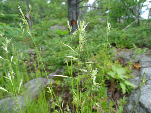 Flattened Oatgrass (Danthonia compressa) · iNaturalist United Kingdom