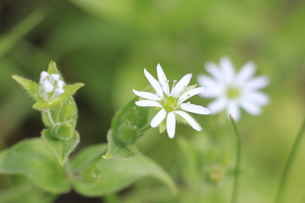 Water Chickweed (Stellaria aquatica) - Botanical Realm