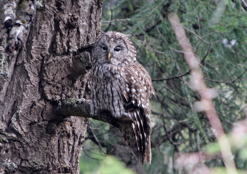 Père David's Owl from Baoxing County, Ya'an, Sichuan, China on May 16 ...