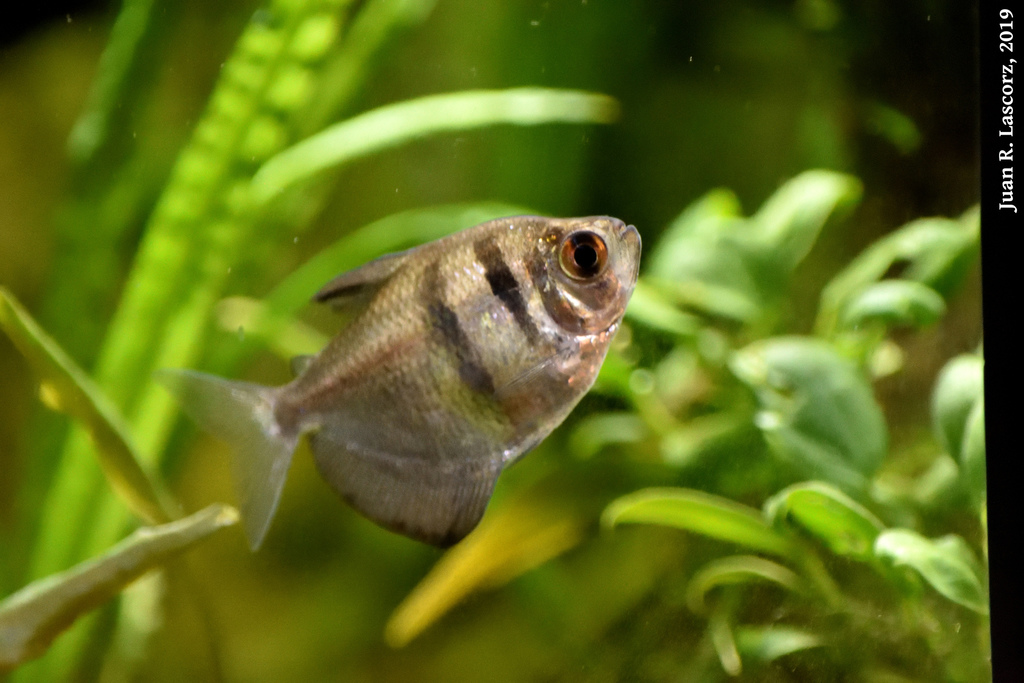 Black Widow Tetra (Gymnocorymbus ternetzi) - Marine Life Identification