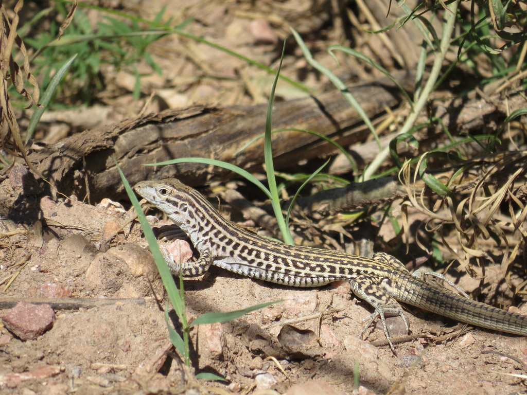 Triploid Checkered Whiptail (Wildlife of Lake Pueblo State Park ...