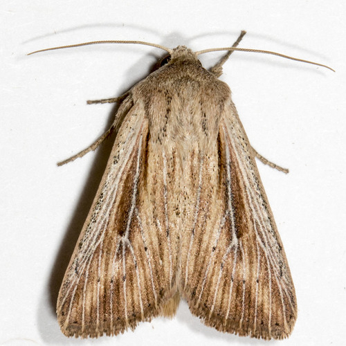 Heterodox Wainscot Moth (Leucania insueta) · iNaturalist