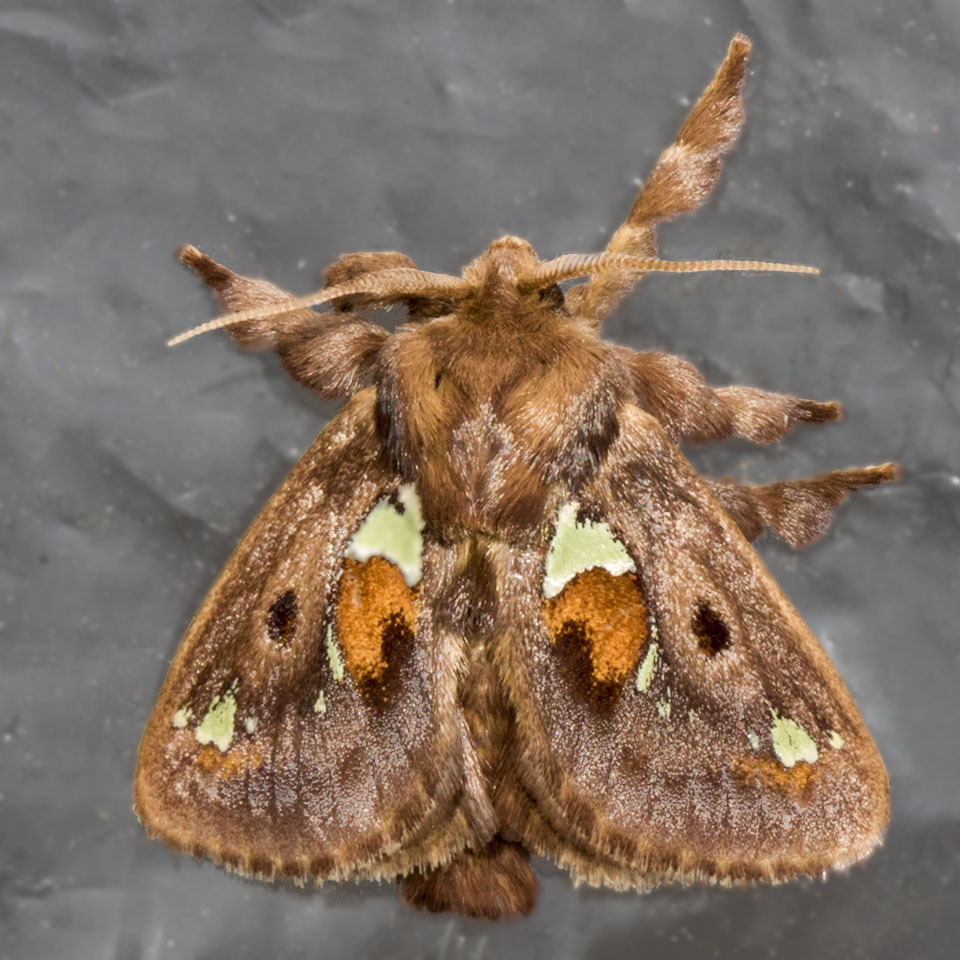 Euclea Delphinii Caterpillar