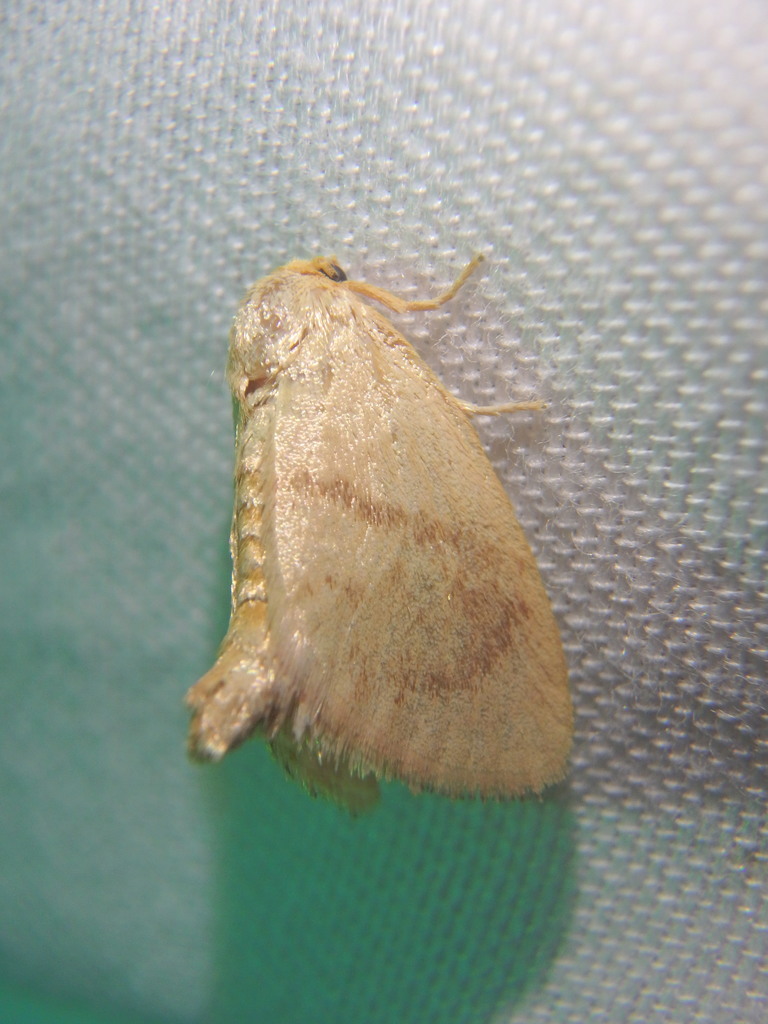 Abbreviated and Red-crossed Button Slug Moths from Alger County, MI ...