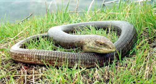 Դեղնափորիկ / Желтопузик / European Glass Lizard (Հայաստանի Սողուններն ...