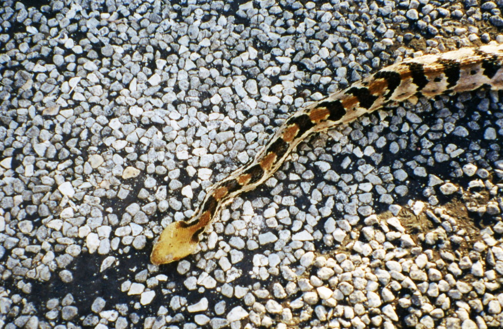 Timber Rattlesnake from goliad county texas on September 3, 2004 by ...