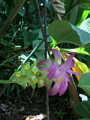 Curcuma elata · iNaturalist